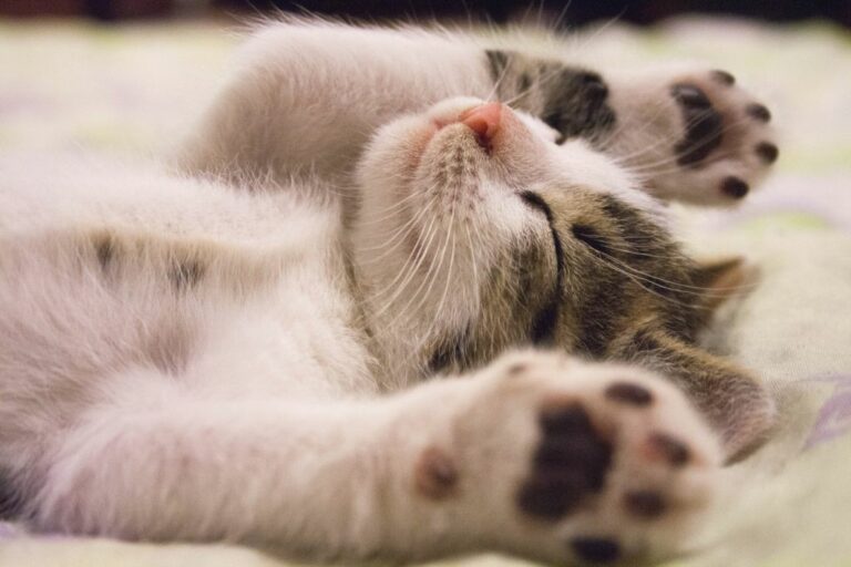 Ursachen und Behandlung von Krusten an der Nase Deiner Katze ... Ursachen und Behandlung von Krusten an der Nase Deiner Katze ...