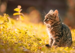 Prilium bei Herzkrankheit der Katze: Erfahrungen und Tipps - Haustiernasen