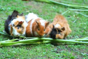 Meerschweinchen Auf Dem Balkon