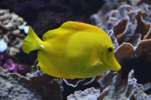 Die besten Fische für Anfänger: Eine praktische Auswahl und Tipps für ...